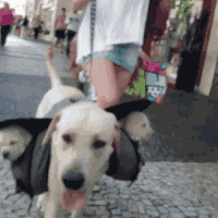 Labrador GIFs - Get the best gif on GIFER