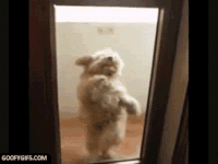 Notice GIFs - Get the best gif on GIFER