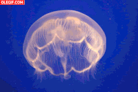 Medusa GIFs - Get the best gif on GIFER
