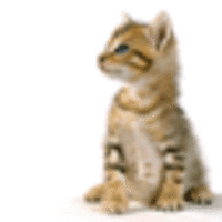 British shorthair GIF - Conseguir o melhor gif em GIFER