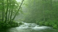 River GIFs - Get the best gif on GIFER