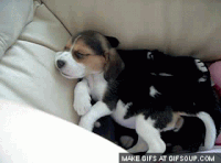 Beagle GIFs - Get the best gif on GIFER
