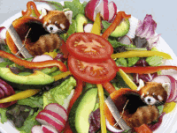 Salade GIFs - Get the best gif on GIFER