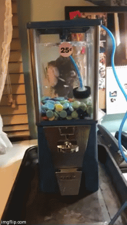 Gumball machine GIFs - Hole dir die besten GIFs auf GIFER