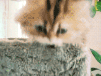 Mewing GIF - Conseguir el mejor gif en GIFER