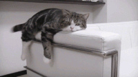 Rest GIFs - Get the best gif on GIFER