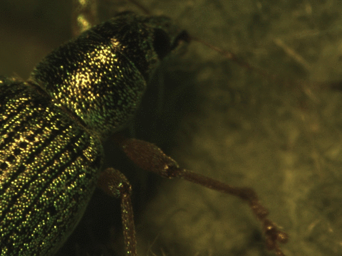Weevil GIFs - Get the best gif on GIFER