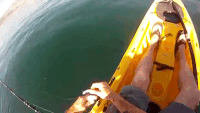 Tiburon GIF - Conseguir el mejor gif en GIFER