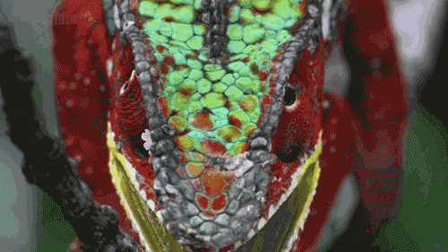 Lizards GIF - Conseguir el mejor gif en GIFER