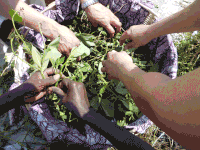 Botany GIFs - Get the best gif on GIFER