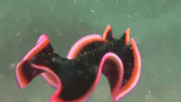 Flatworm GIFs - Get the best gif on GIFER