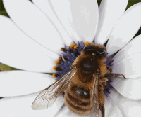 Pollen GIFs - Get the best gif on GIFER