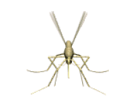 Mosquito GIFs - Get the best gif on GIFER
