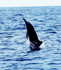 Orca GIFs - Get the best gif on GIFER