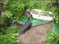 Shoo GIFs - Get the best gif on GIFER