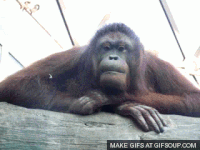 Stupid GIFs - Get the best gif on GIFER