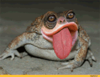 Sapo GIFs - Get the best gif on GIFER