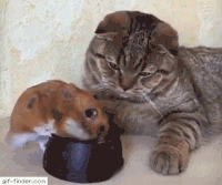 Hamsters GIFs - Get the best gif on GIFER