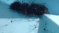 Arachnids GIFs - Get the best gif on GIFER