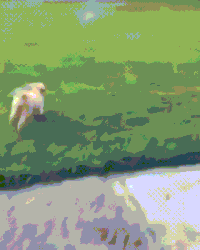 Sprinkler GIFs - Get the best gif on GIFER