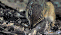 Cicadas GIFs - Get the best gif on GIFER