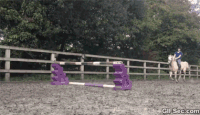 Cheval GIFs - Obtenez le meilleur gif sur GIFER