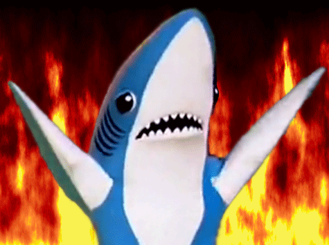 Shark fest GIF - Conseguir o melhor gif em GIFER