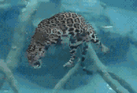 Jaguars GIFs - Get the best gif on GIFER