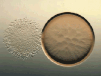 Antibiotics GIFs - Get the best gif on GIFER