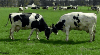 Cow GIFs - Get the best gif on GIFER
