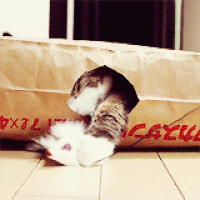 Catnip GIFs - Get the best gif on GIFER