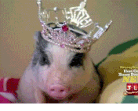 Pinterest GIFs - Get the best gif on GIFER