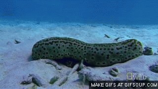 Sea cucumber GIF - Conseguir o melhor gif em GIFER