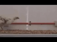 Plunger GIFs - Get the best gif on GIFER