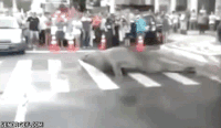 Crosswalk GIFs - Get the best gif on GIFER