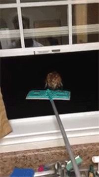 Hibou GIFs - Get the best gif on GIFER