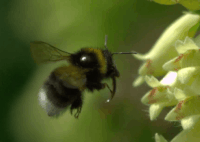 Bee GIFs - Get the best gif on GIFER