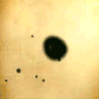 Fmri GIFs - Get the best gif on GIFER