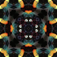 Psilocybin GIFs - Get the best gif on GIFER