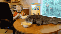 Iguana GIF - Conseguir el mejor gif en GIFER