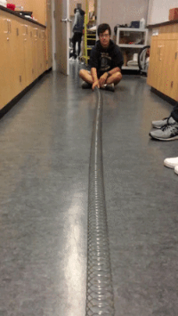 Slinky GIFs - Get the best gif on GIFER