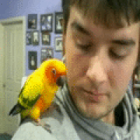 Macaw GIFs - Get the best gif on GIFER