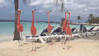 Flamingo GIFs - Get the best gif on GIFER