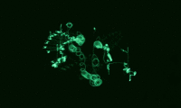 Oscilloscope GIFs - Get the best gif on GIFER