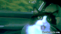 Shocked cat GIFs - Get the best gif on GIFER