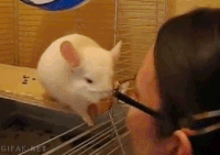 Chinchilla GIFs - Get the best gif on GIFER