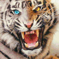 Tiger GIFs - Get the best gif on GIFER