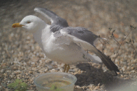 Seagulls GIFs - Get the best gif on GIFER