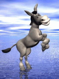 Donkey GIFs - Get the best gif on GIFER