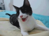 Catnip GIFs - Get the best gif on GIFER